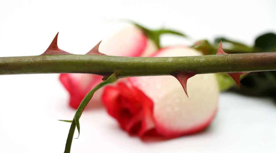 "80's Hair Bands" | Live Hosted Trivia